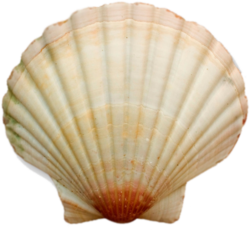 Sea Shell 12 (PSD) | Official PSDs