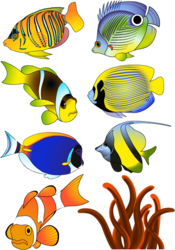 Fish (PSD) | Official PSDs