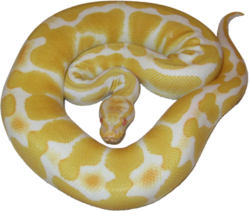 Albino Python (PSD) | Official PSDs