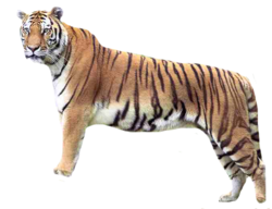 Tiger (PSD) | Official PSDs