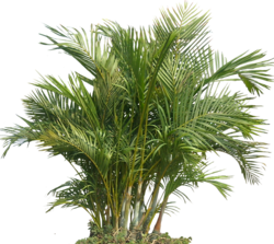 Tree (PSD) | Official PSDs